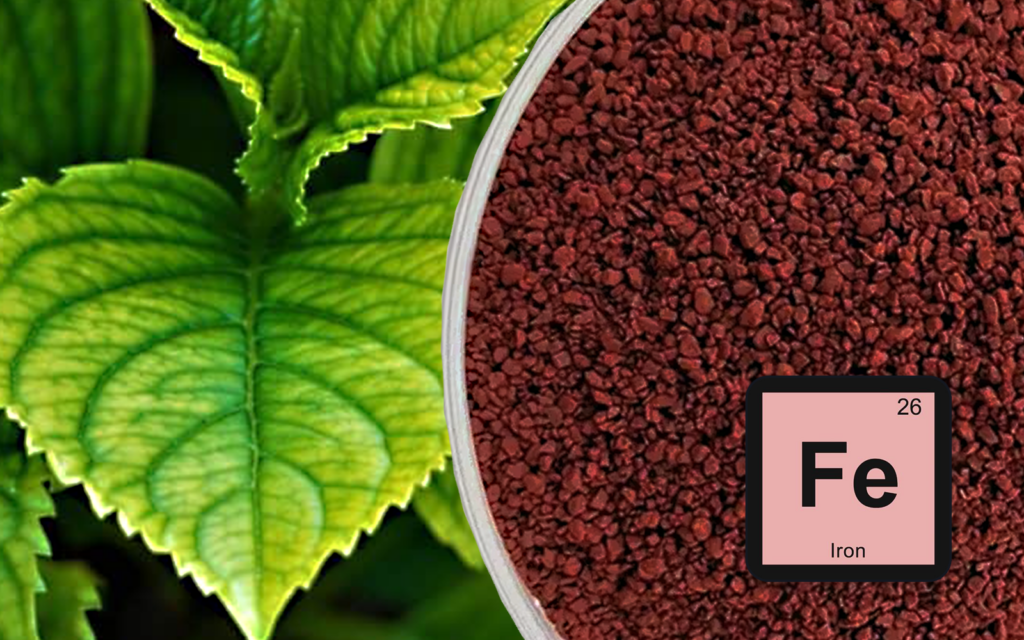 The Benefits of EDTA Red Iron in Base Feed for Wider pH Range and ...